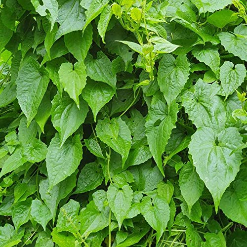 natural moringa powder for wellness