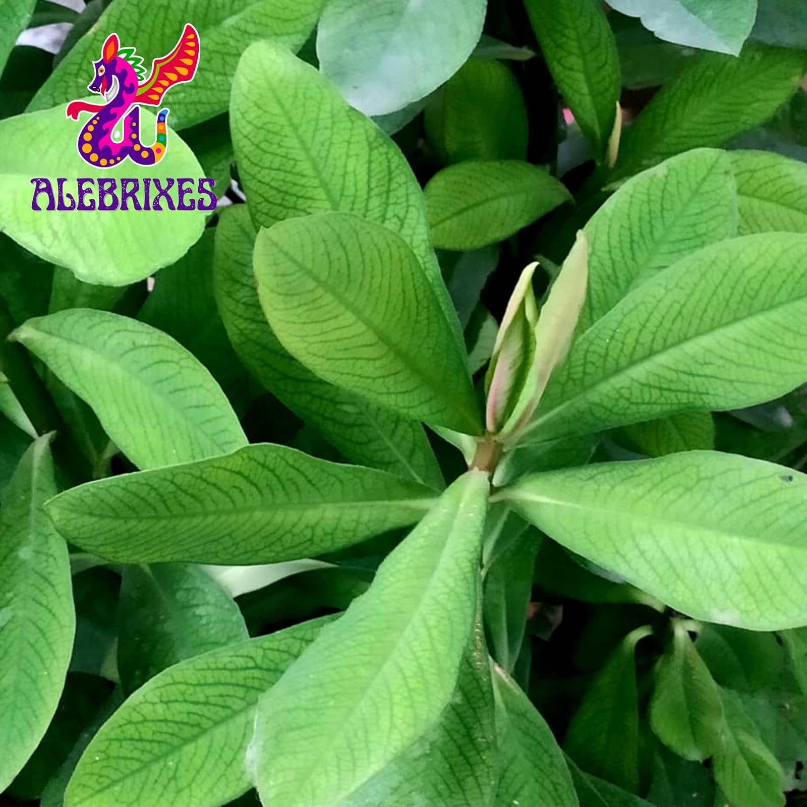 natural Moronel tea for wellness
