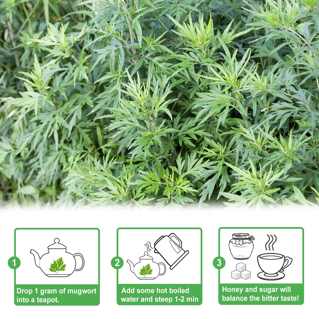 natural mugwort herbal infusion