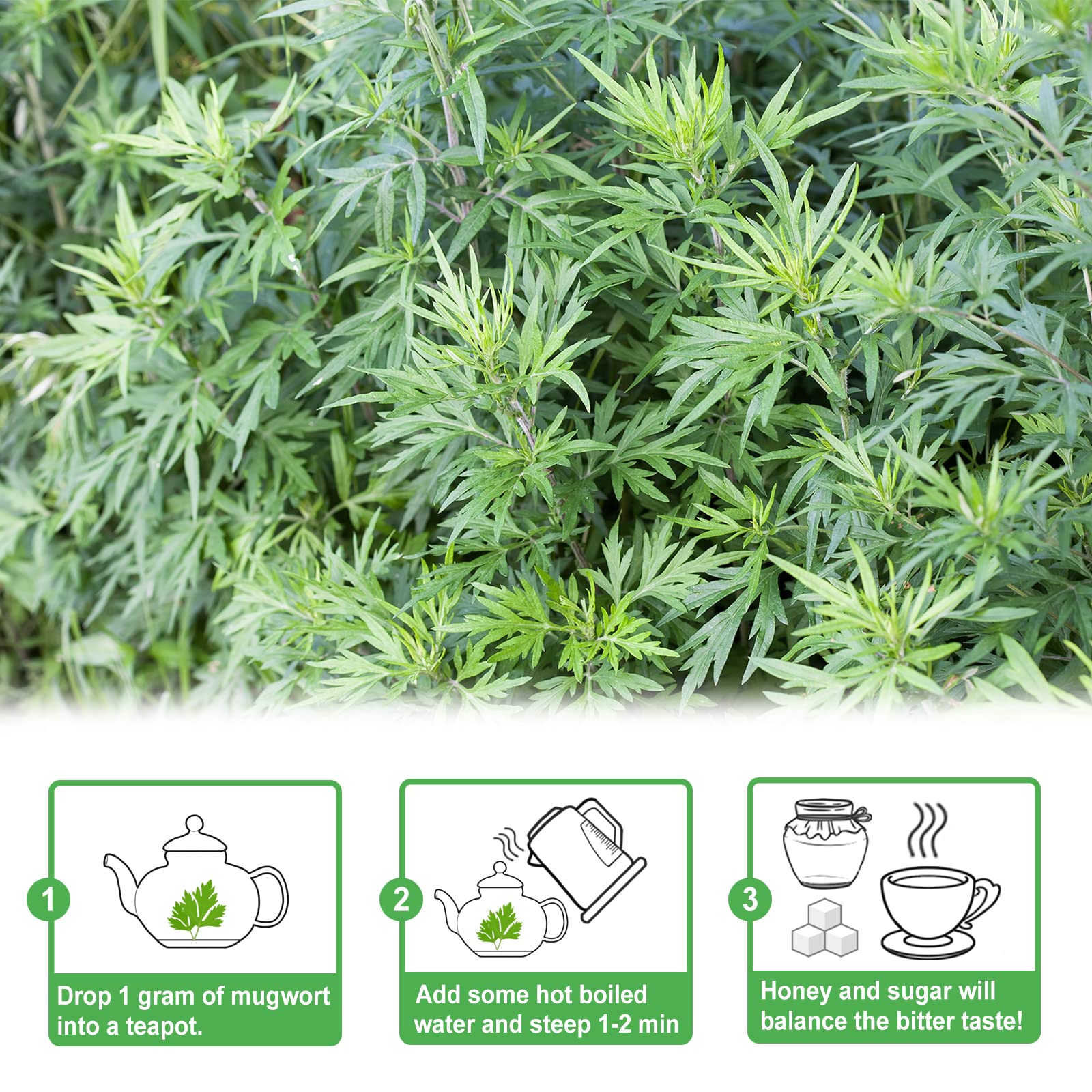 natural mugwort herbal infusion