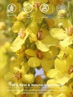 natural Mullein Leaf herbal infusion