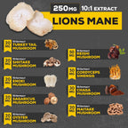 Natural mushroom blends for overall wellness