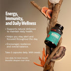 Natural mushroom capsules for immunity