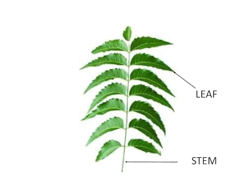 natural neem leaves for herbal remedies