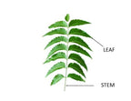 natural neem leaves for skin care