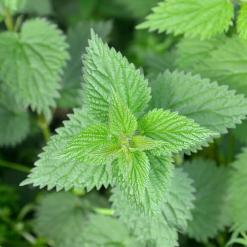 natural nettle infusion for relaxation