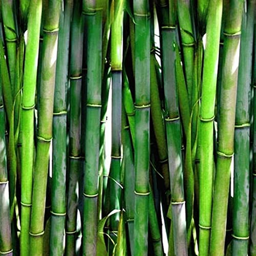 Natural Non-GMO silicon supplement