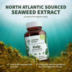 Natural Nutra kelp iodine benefits