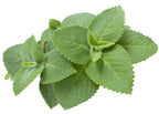 Natural oil of oregano supplement
