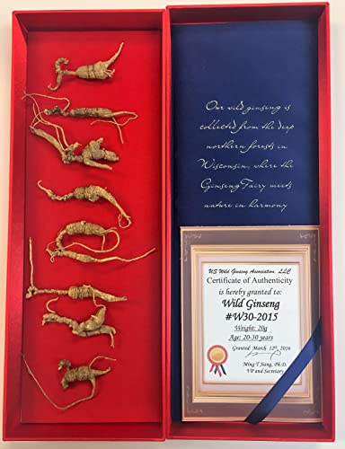 natural panax ginseng root extract