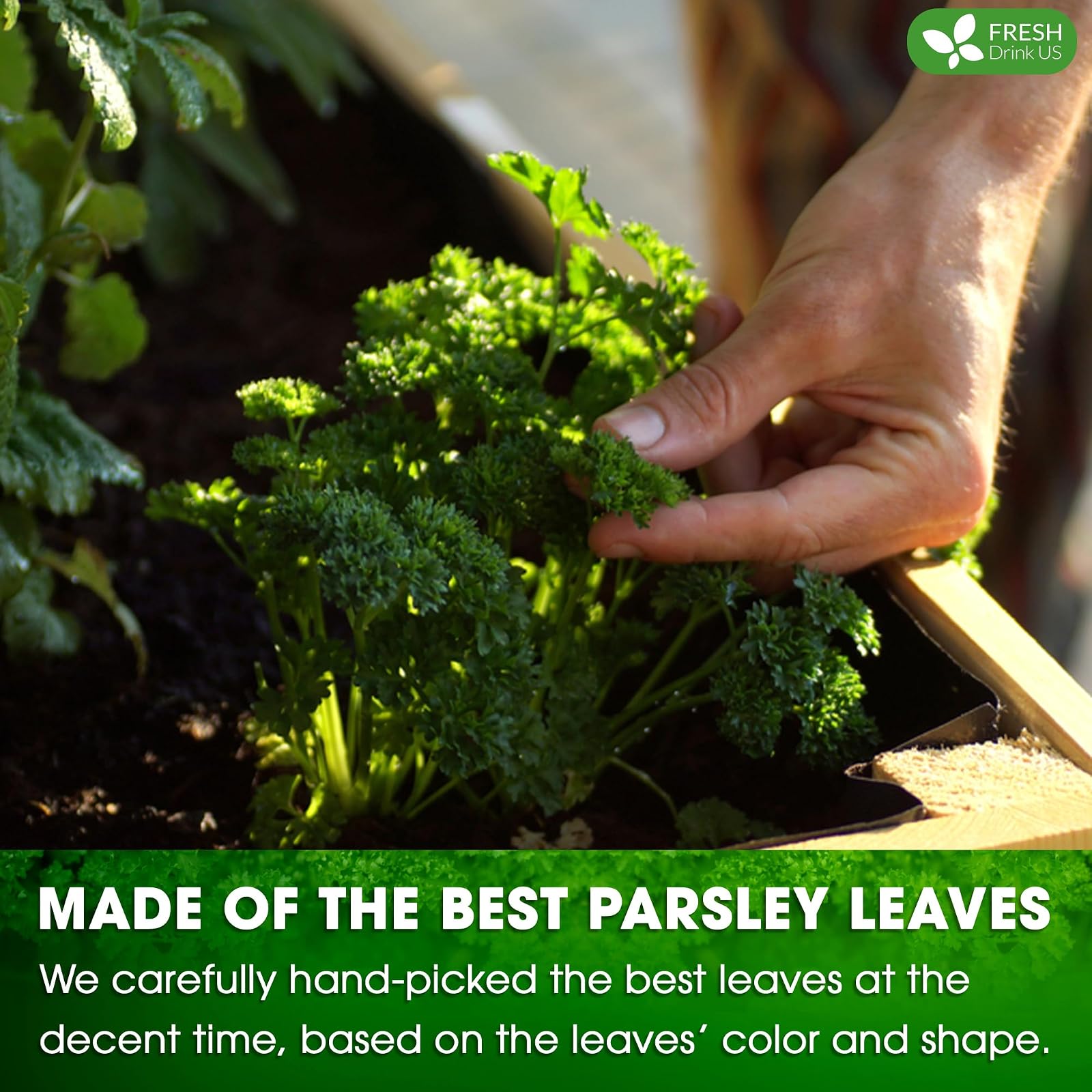 natural parsley tea for wellness