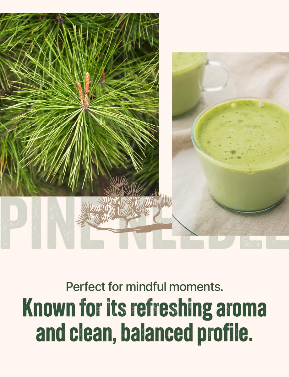 natural pine needle powder for tea