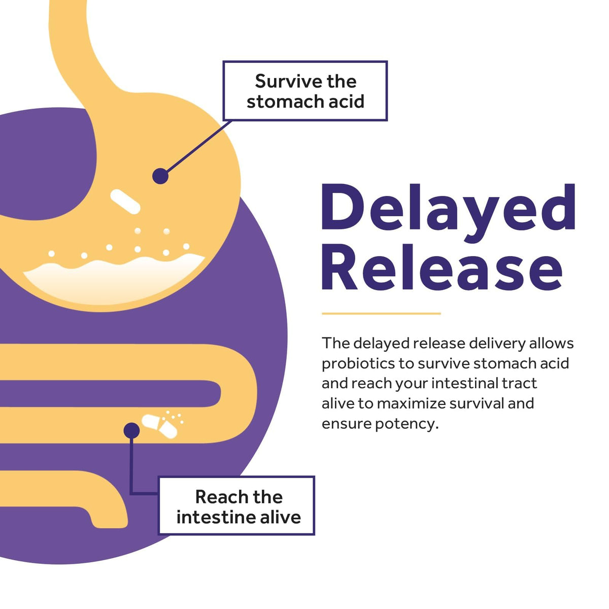 natural probiotics for digestive support
