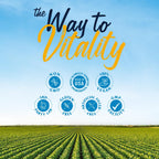 natural probiotics for gut balance