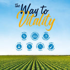 natural probiotics for overall wellness