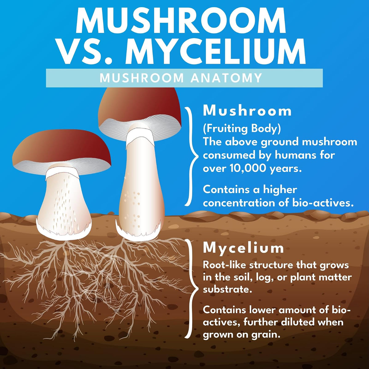 natural reishi mushroom for immune support