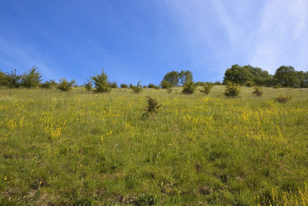 Natural remedies with Ladys Bedstraw Herb