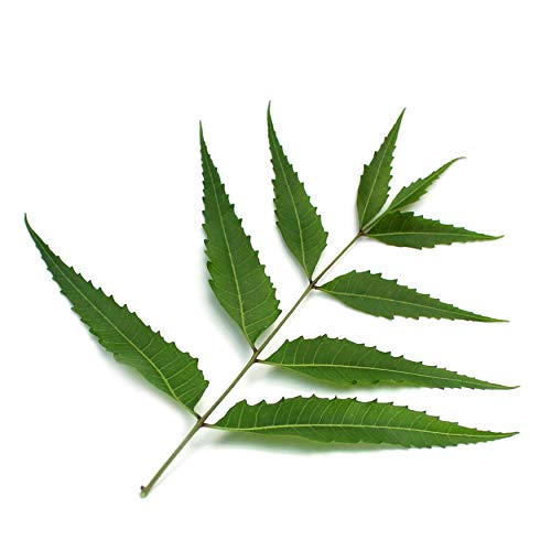 natural remedies with neem powder