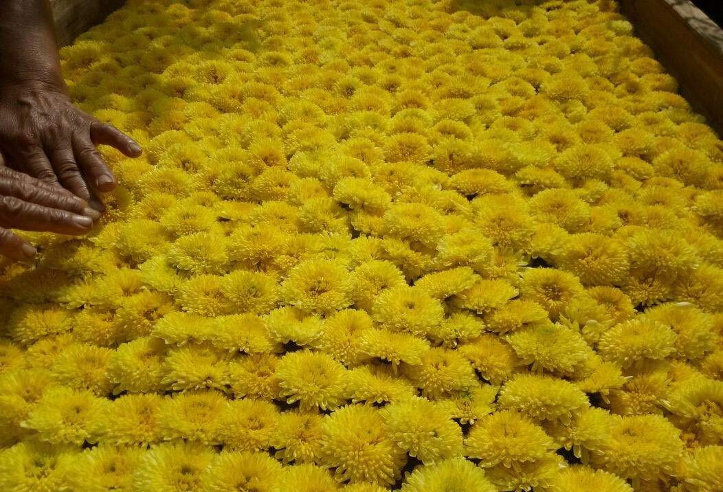 natural remedy chrysanthemum tea