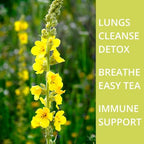 Natural remedy for cough relief
