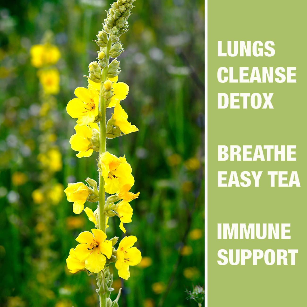 natural remedy mullein leaf tea