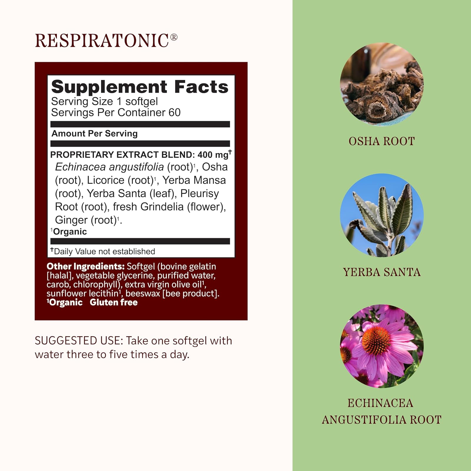 natural respiratory support echinacea