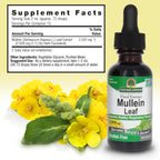 Natural respiratory support Mullein