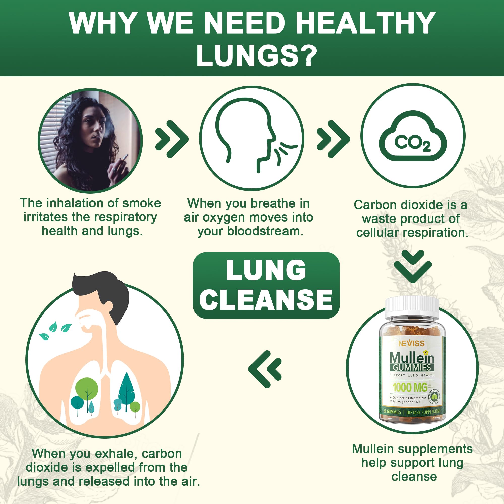 natural respiratory support with mullein