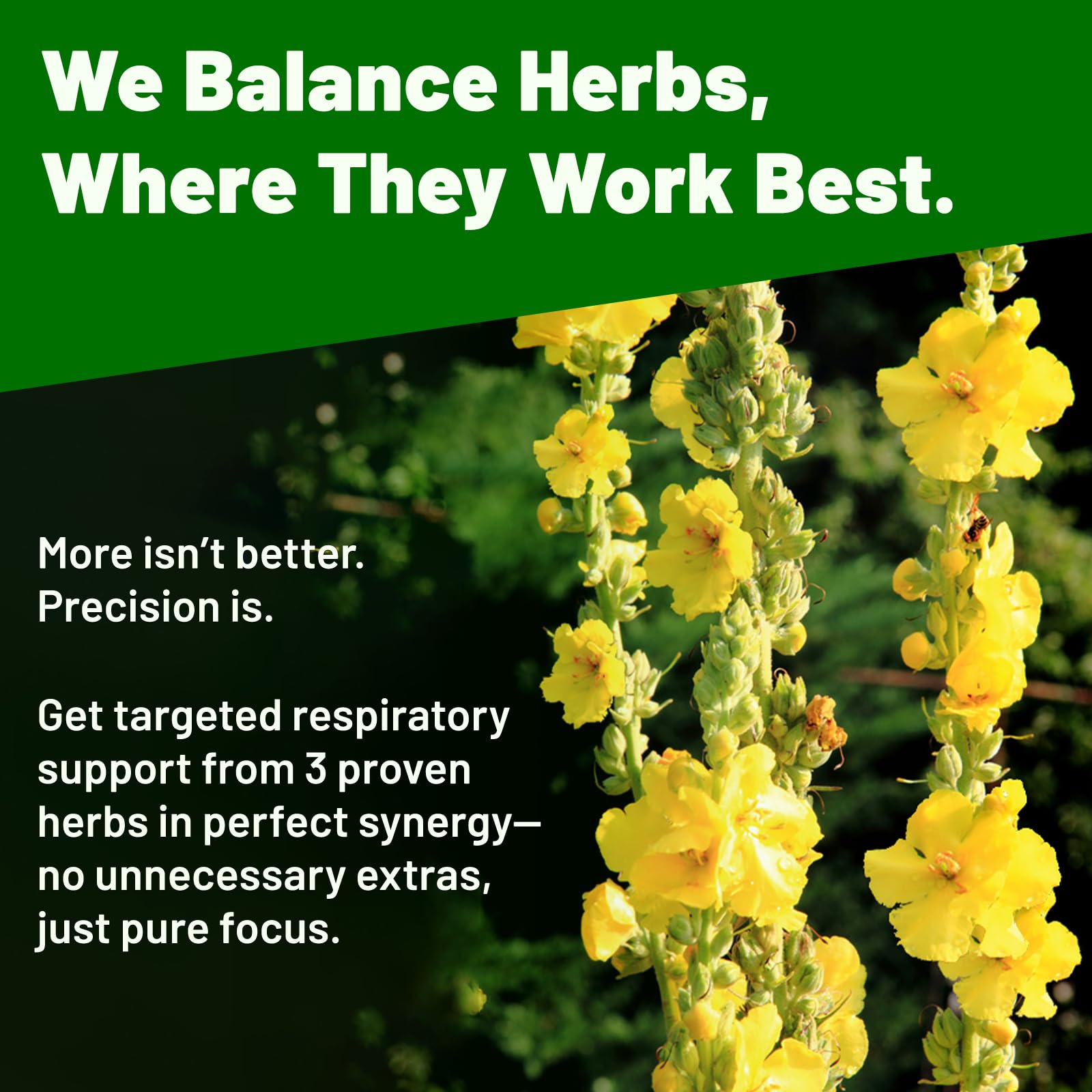 natural respiratory support with mullein
