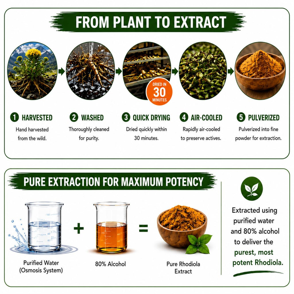 natural rhodiola for overall wellness