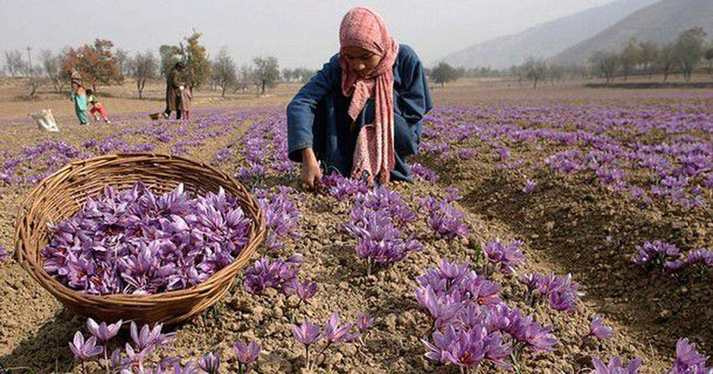 natural saffron for maternal health