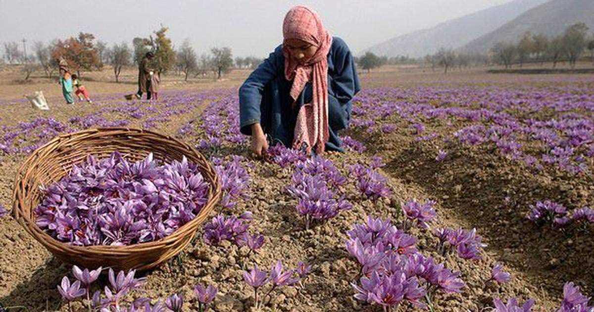 natural saffron for maternal health