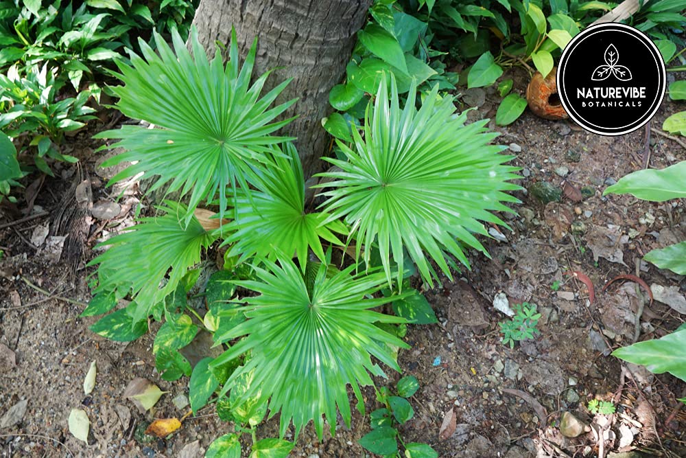 natural saw palmetto for overall health