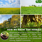 natural senna leaf tea benefits