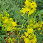 Natural Senna Tea for wellness