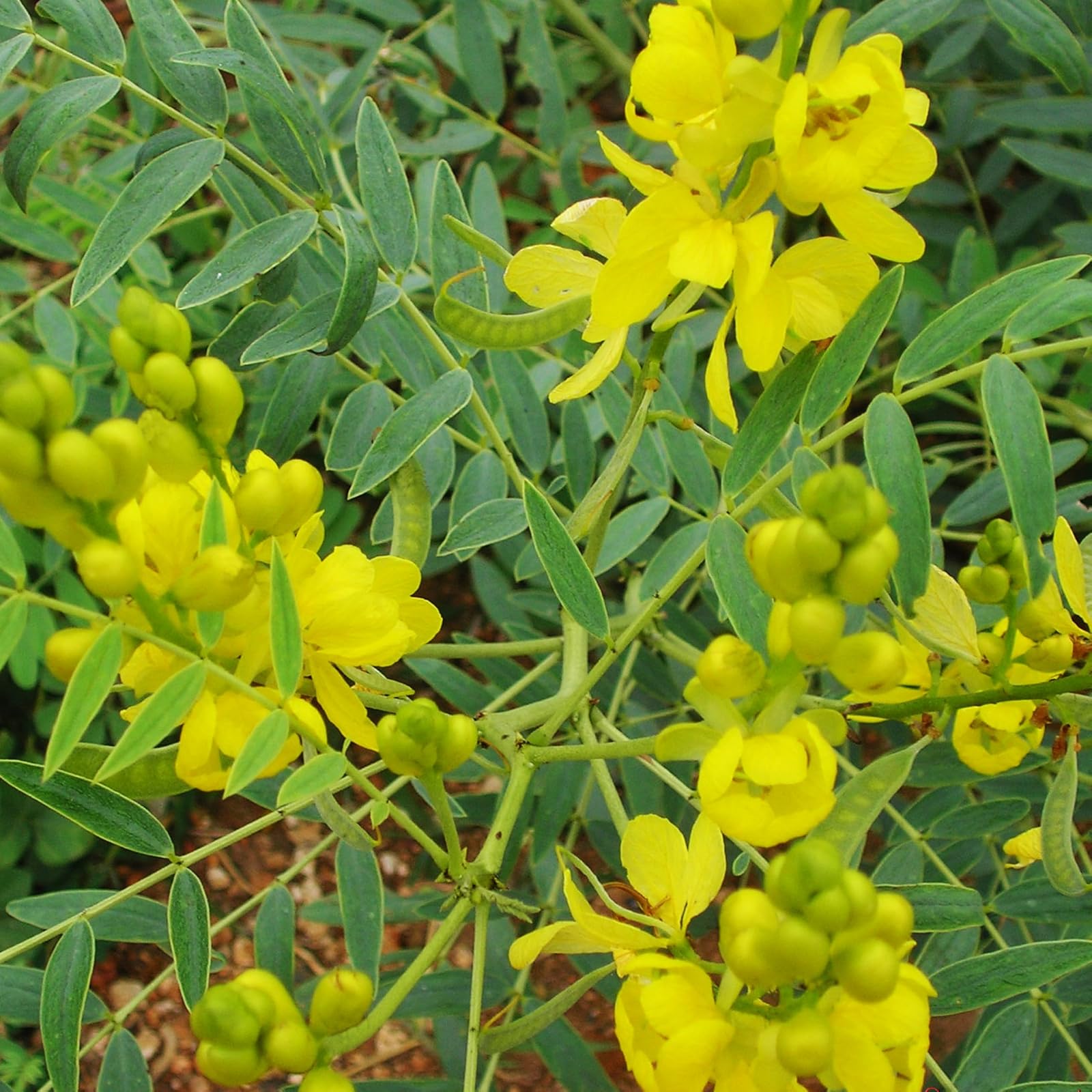 Natural Senna Tea for wellness