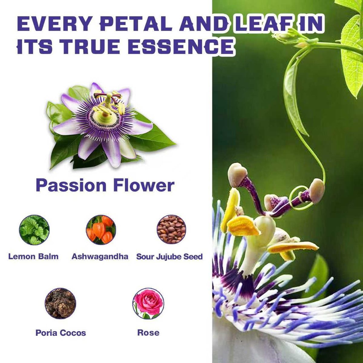 natural sleep aid herbal tea