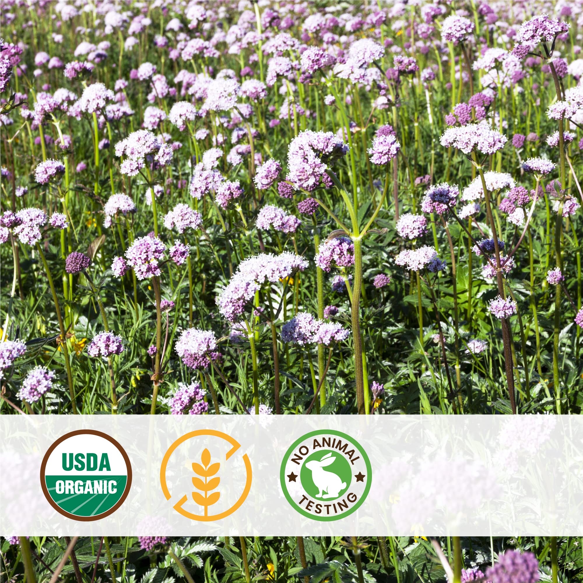 natural sleep aid valerian