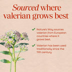 natural sleep aid with valerian