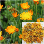 natural soap making with calendula