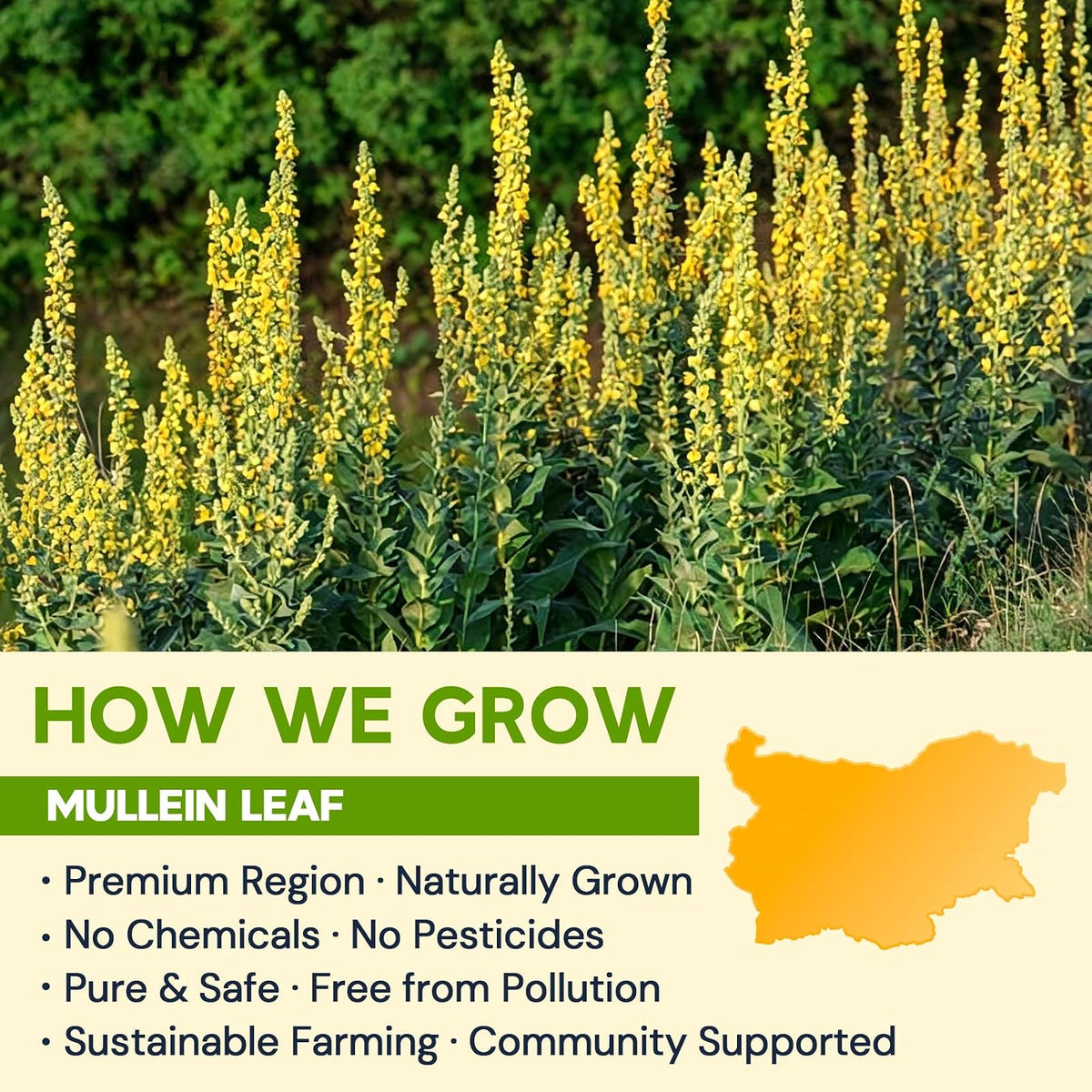 Natural soothing mullein leaf infusion