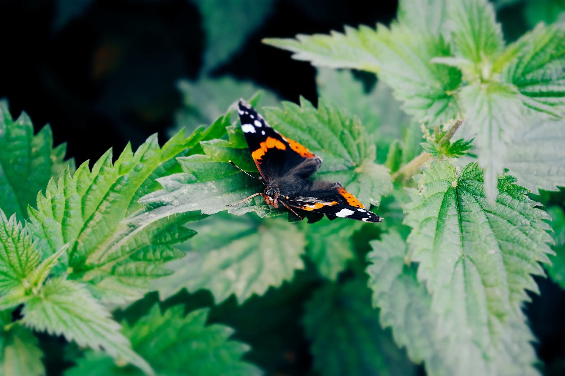 natural source of nettle protein