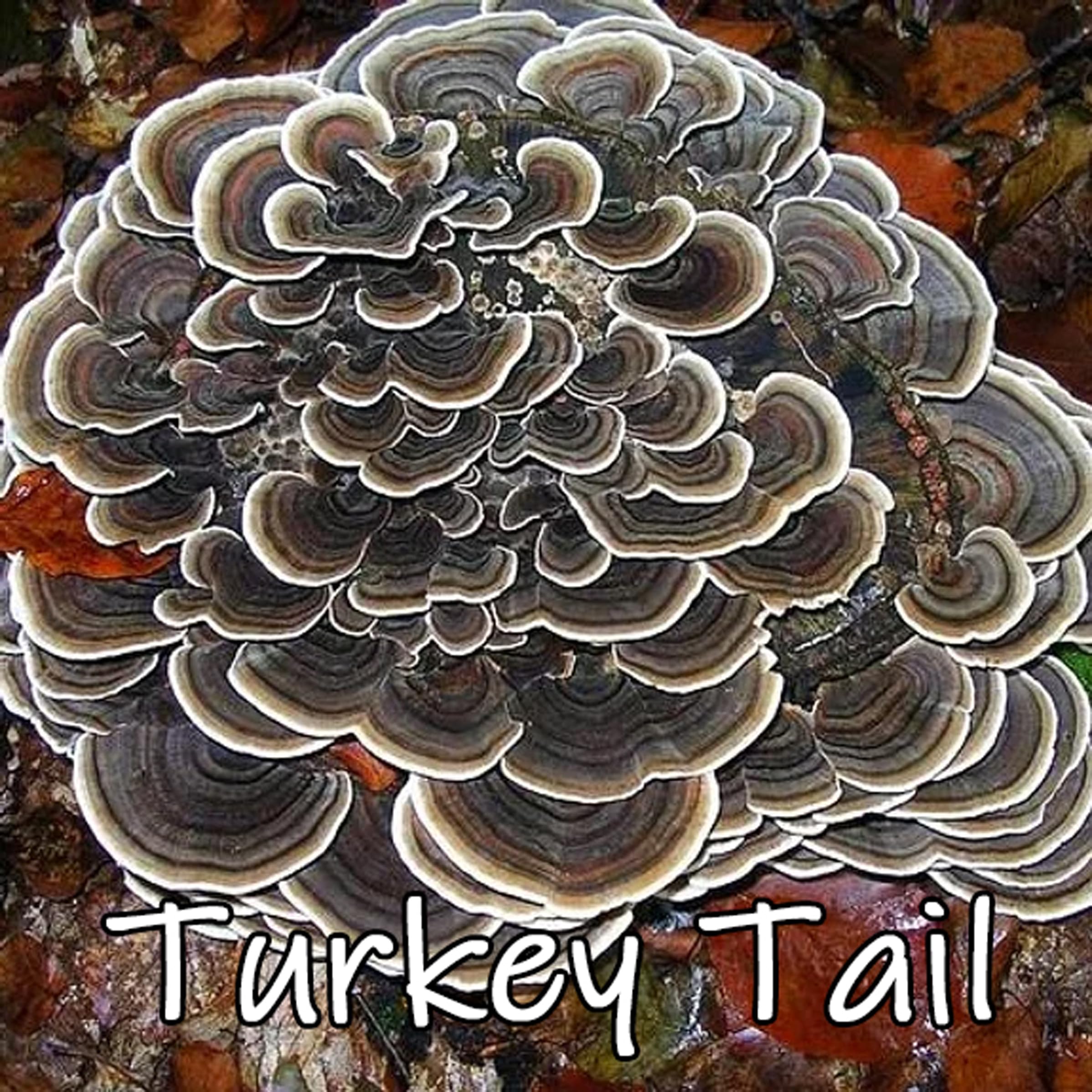 natural source of vitamins from mushrooms