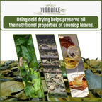 natural soursop leaves herbal infusion