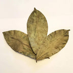 natural soursop leaves infusion