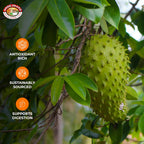 Natural soursop tea benefits