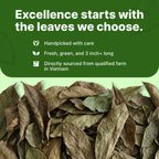 natural soursop tea for wellness