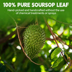 natural soursop tea for wellness