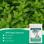 natural spearmint tea for digestion