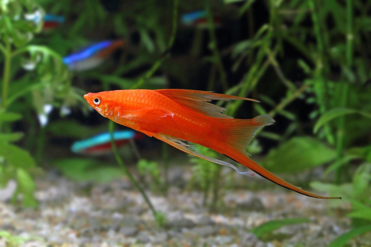 Natural spirulina blend for aquatic pets